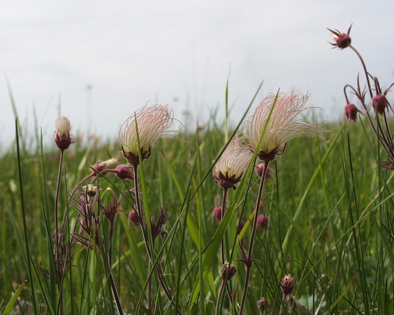 Glacial Ridge Project, Partnership in Preservation