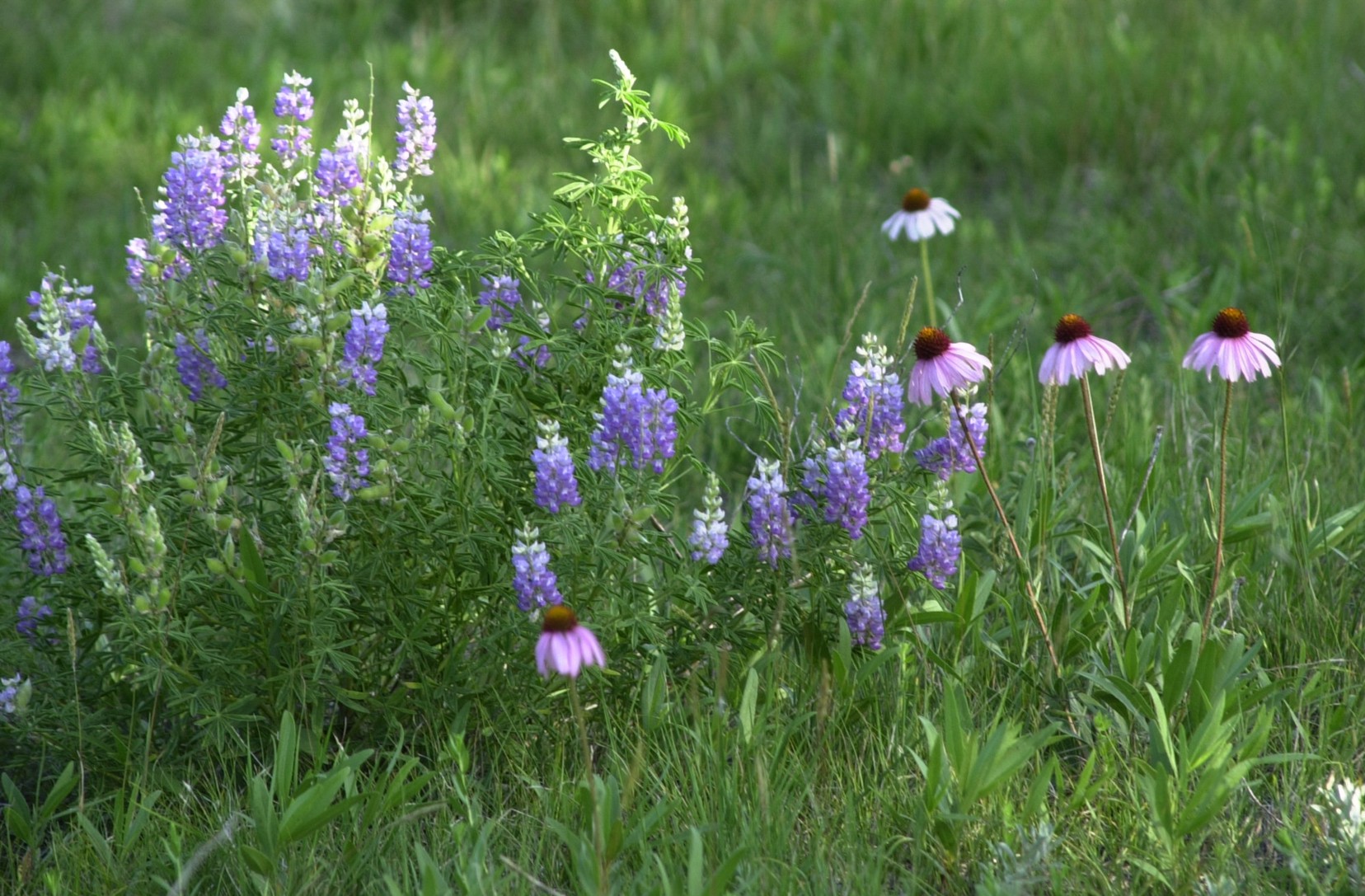 Implementation of a Scientifically Credible IPM Approach to Control ...