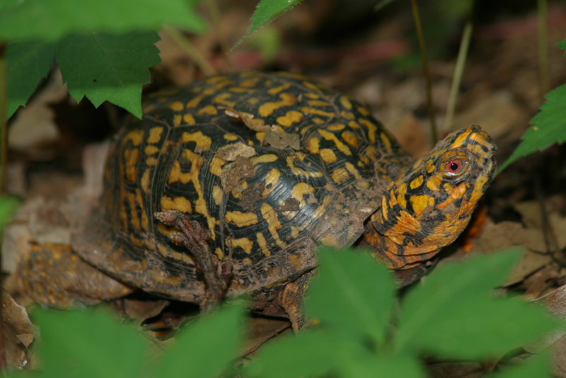 Vulcan Materials Company Ruffner Mountain Nature Center